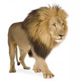 FREE Spanish Word of the Day Widget - SpanishPod101