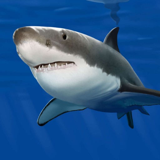 Take a Bite Out of These Shark Week Words in Bulgarian | BulgarianPod101